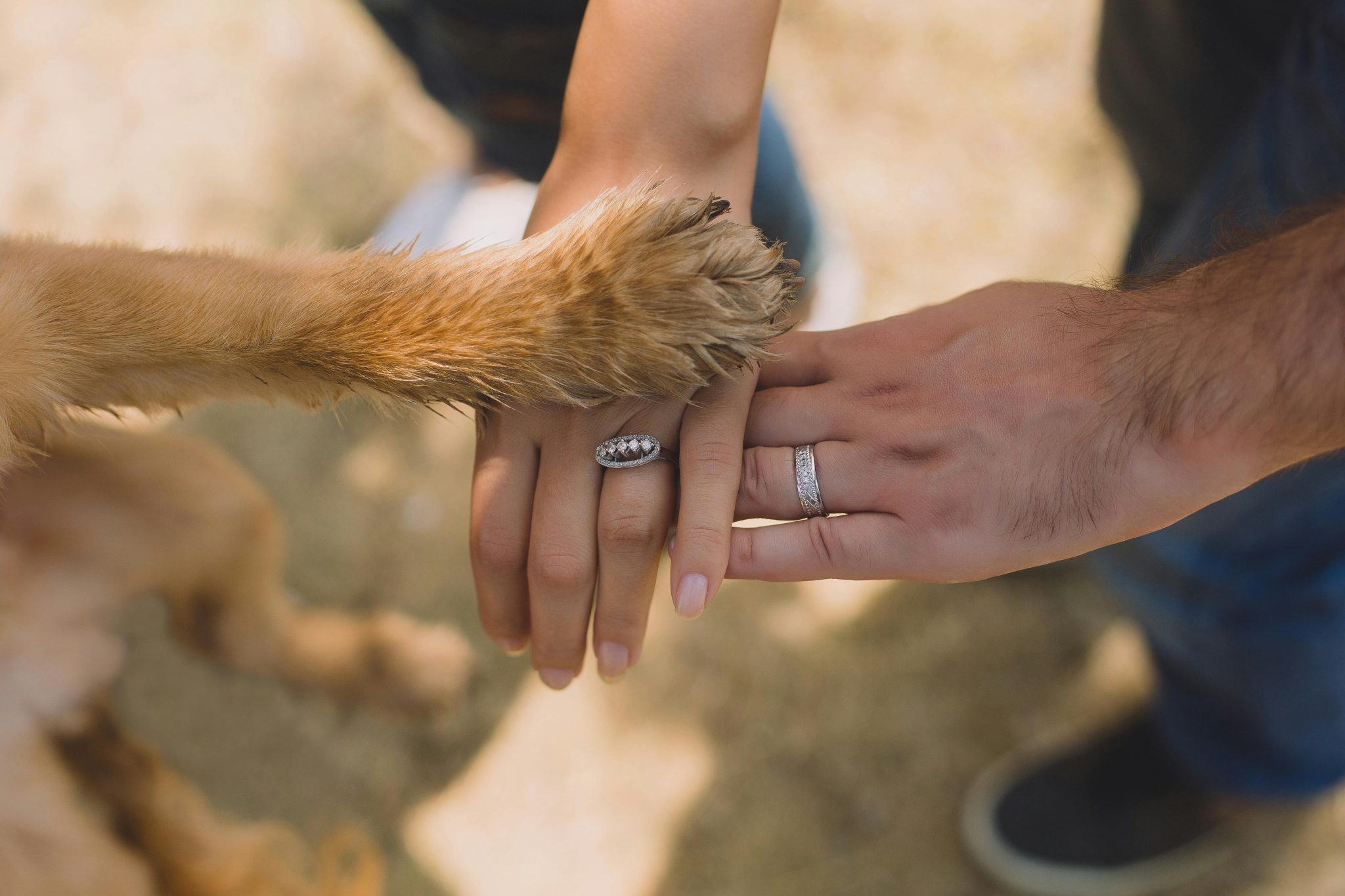 Boarding – Weona Pet Resort